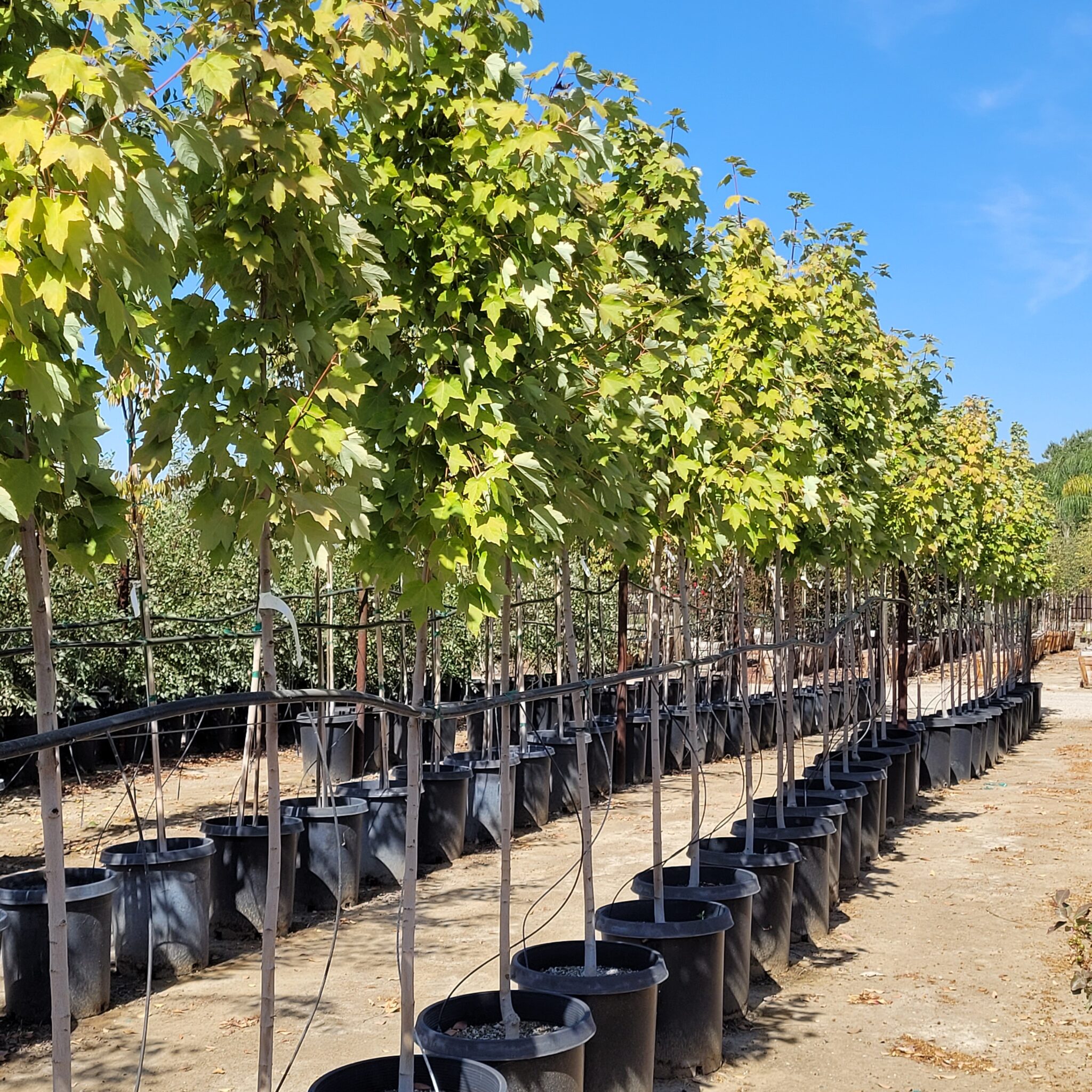 Acer rubrum 'October Glory' - Red Maple - Mid Valley Trees
