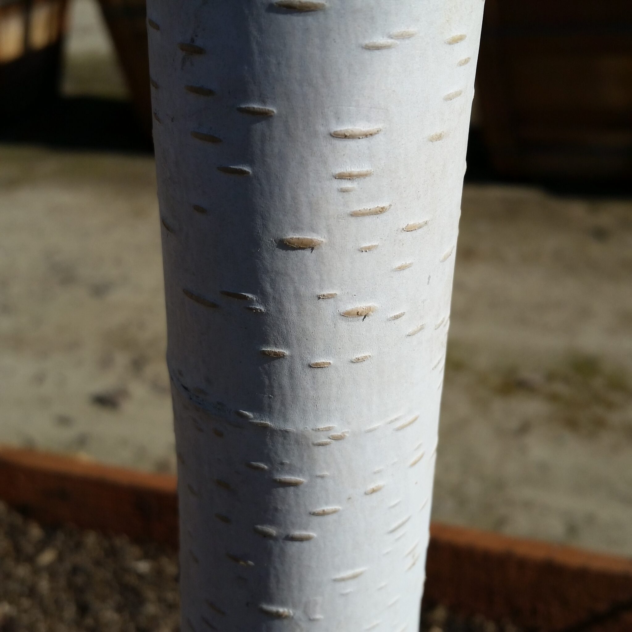 Betula utilis var. jacquemontii - White Himalayan Birch - Mid Valley Trees