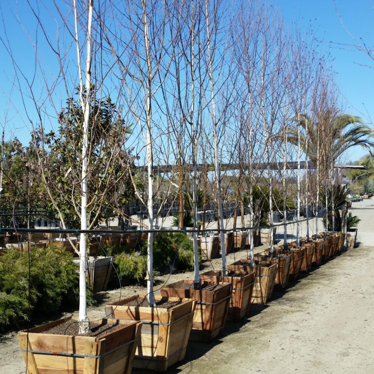 Betula utilis var. jacquemontii - White Himalayan Birch - Mid Valley Trees