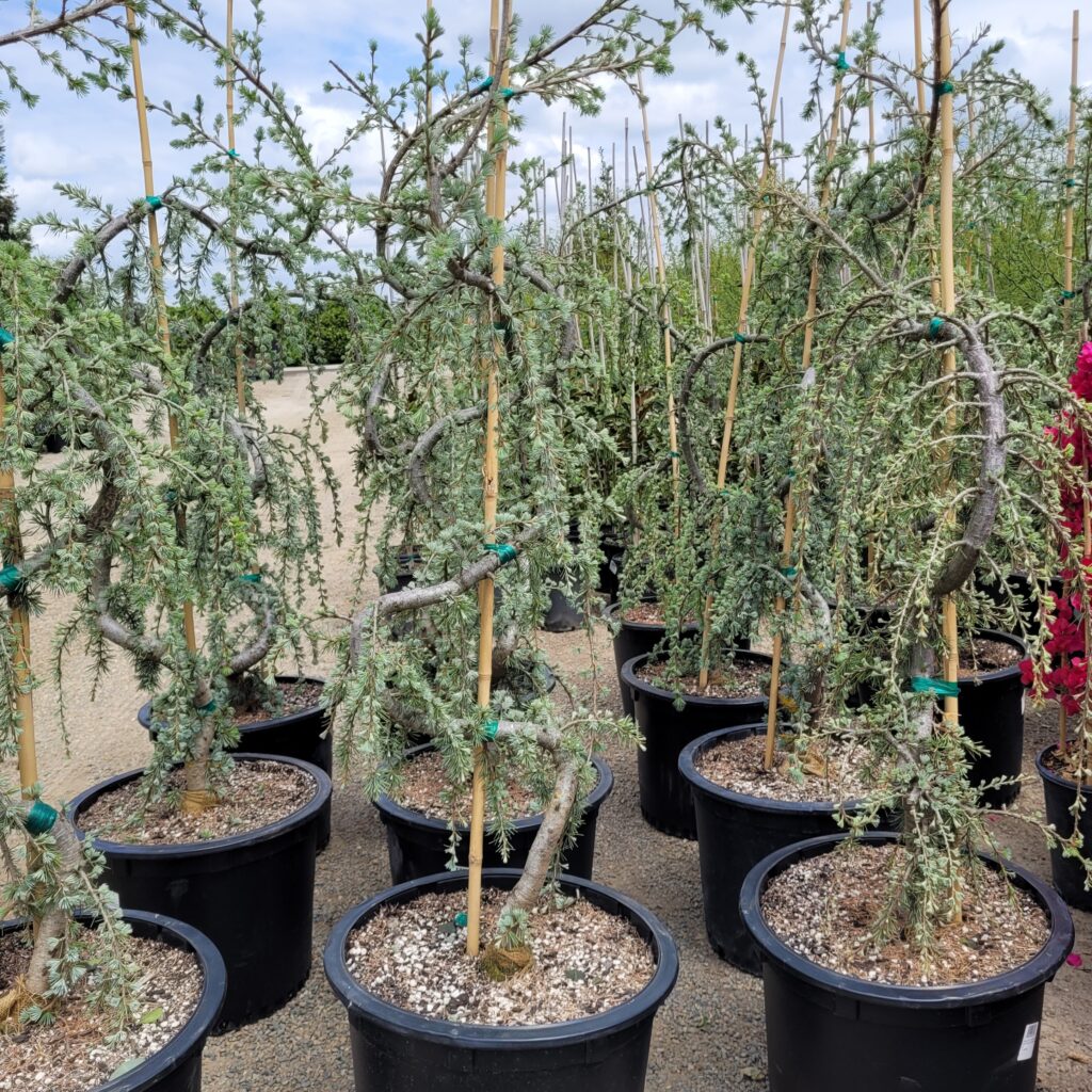 Cedrus atlantica 'Glauca Pendula' - Weeping Blue Atlas Cedar - Mid ...