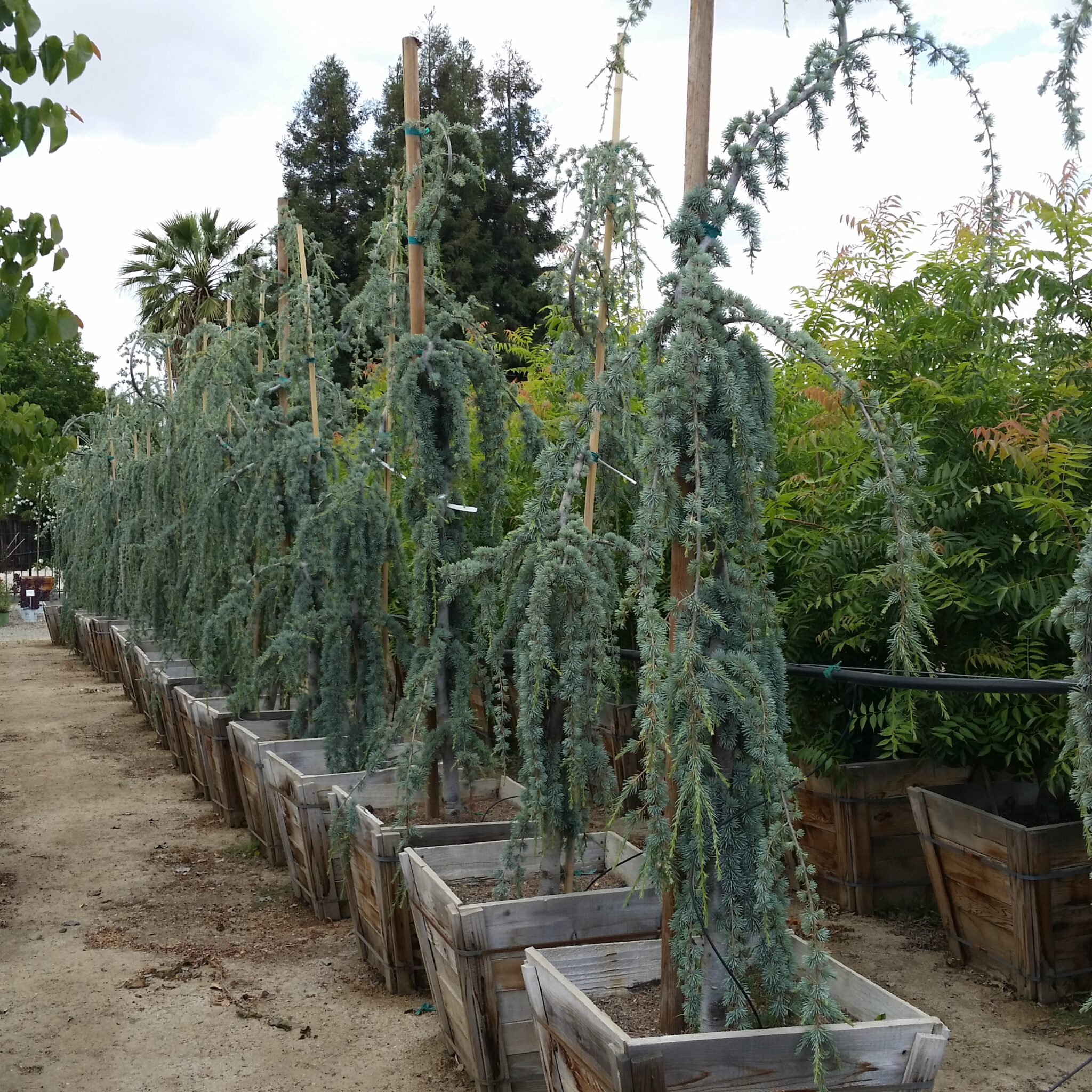 Cedrus atlantica 'Glauca Pendula' - Weeping Blue Atlas Cedar - Mid ...