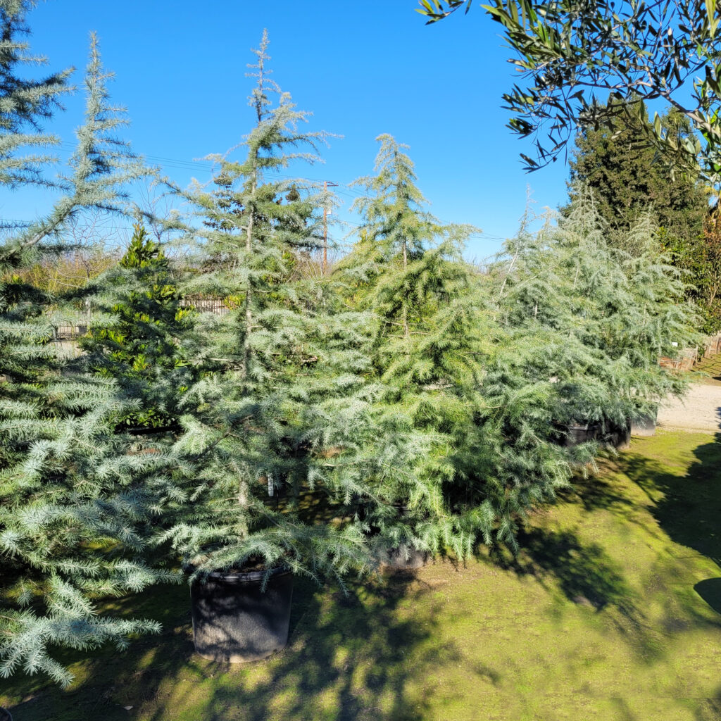 Cedrus deodara - Deodar Cedar - Mid Valley Trees