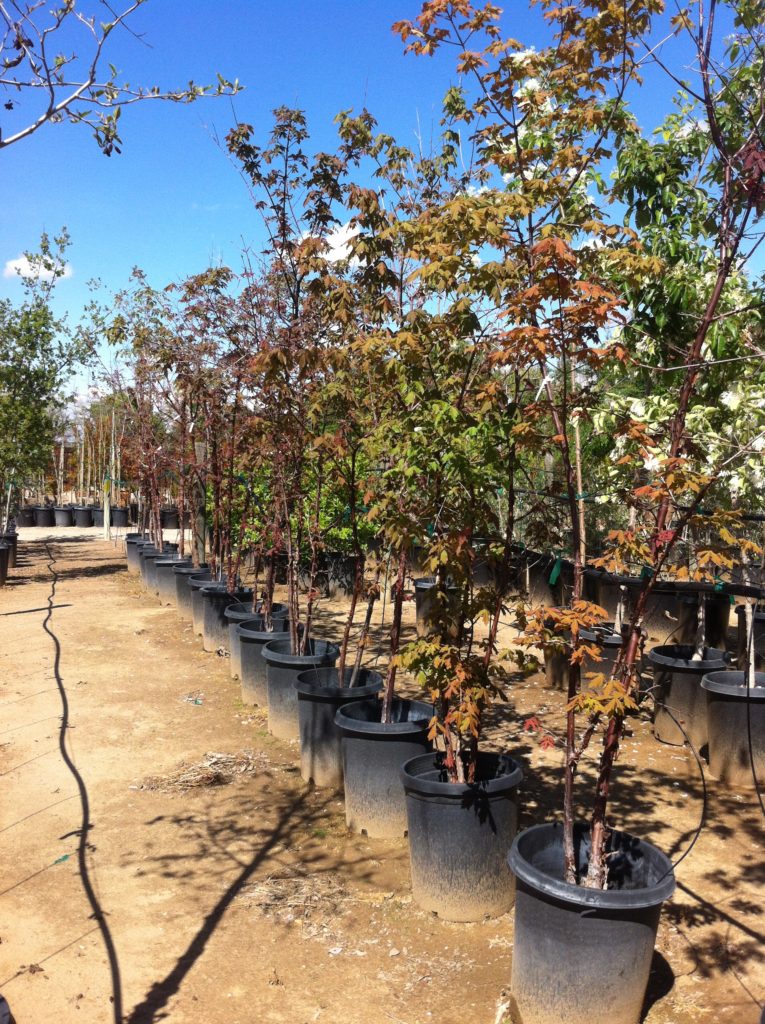 Acer griseum - Paperbark Maple - Mid Valley Trees