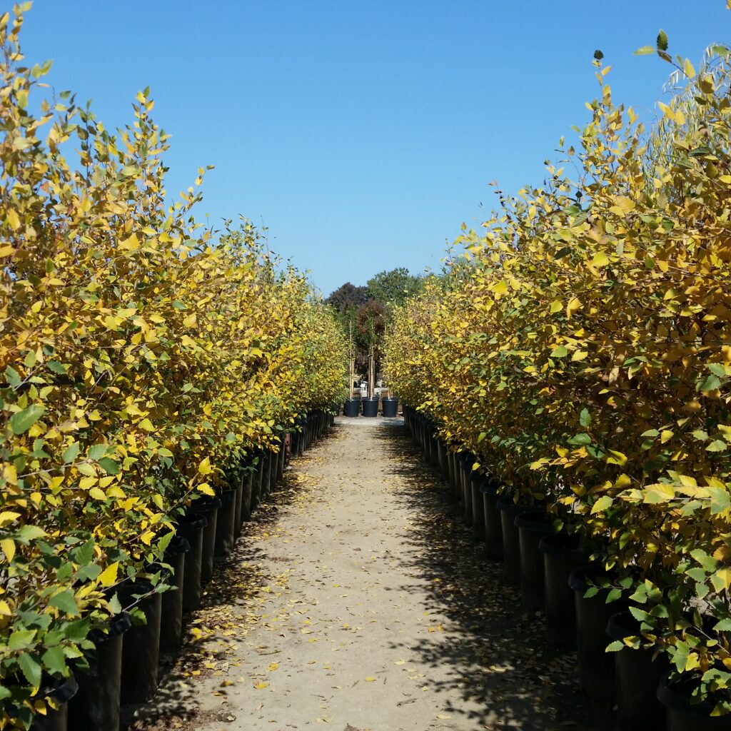 Olea europaea 'New Wilsonii' - Fruitless Olive - Mid Valley Trees