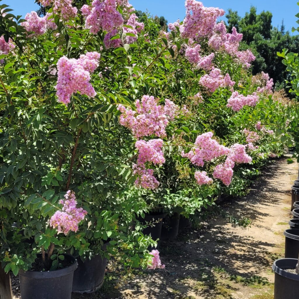 Lagerstroemia indica x fauriei 'Muskogee' - Crape Myrtle - Mid Valley Trees