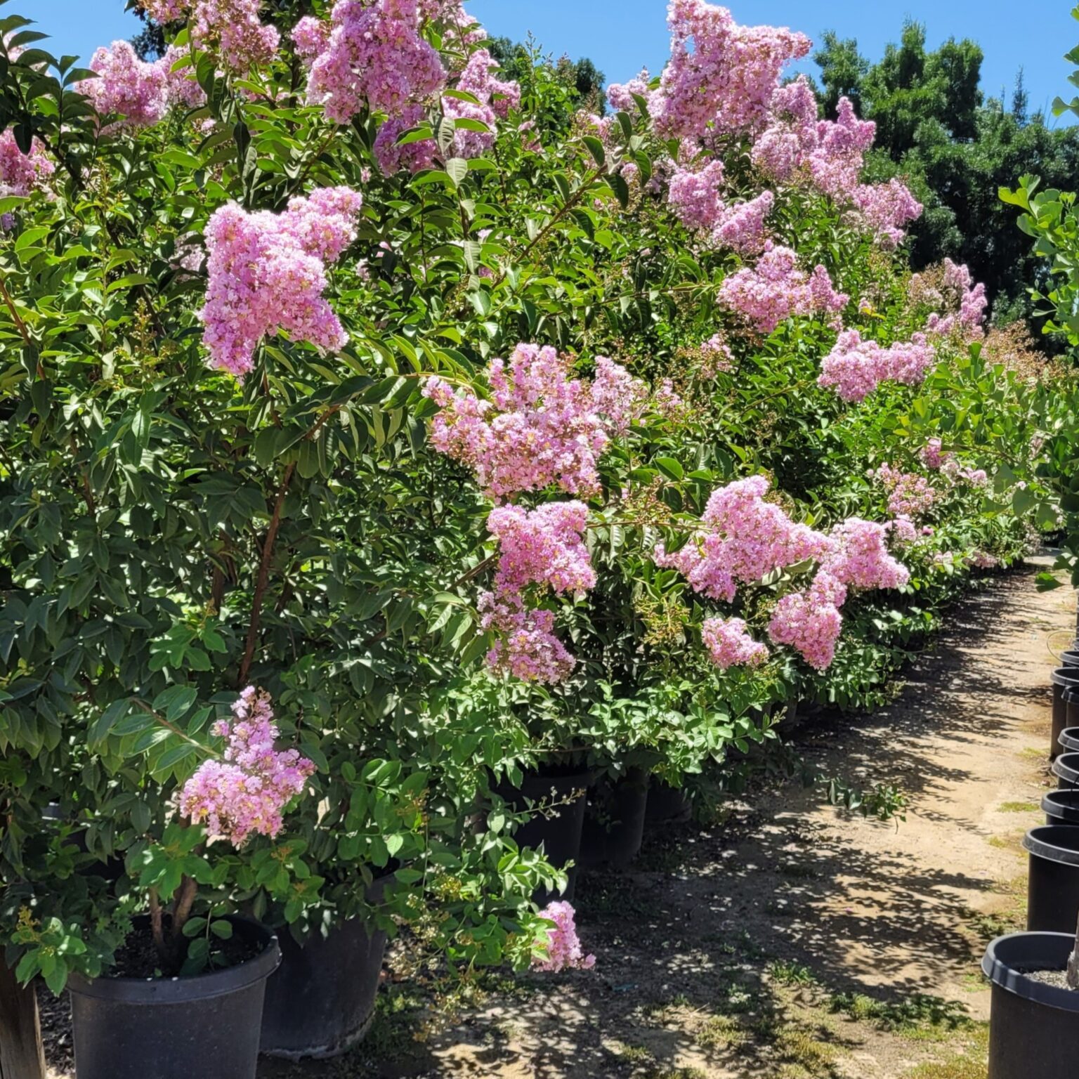 Lagerstroemia indica x fauriei 'Muskogee' - Crape Myrtle - Mid Valley Trees