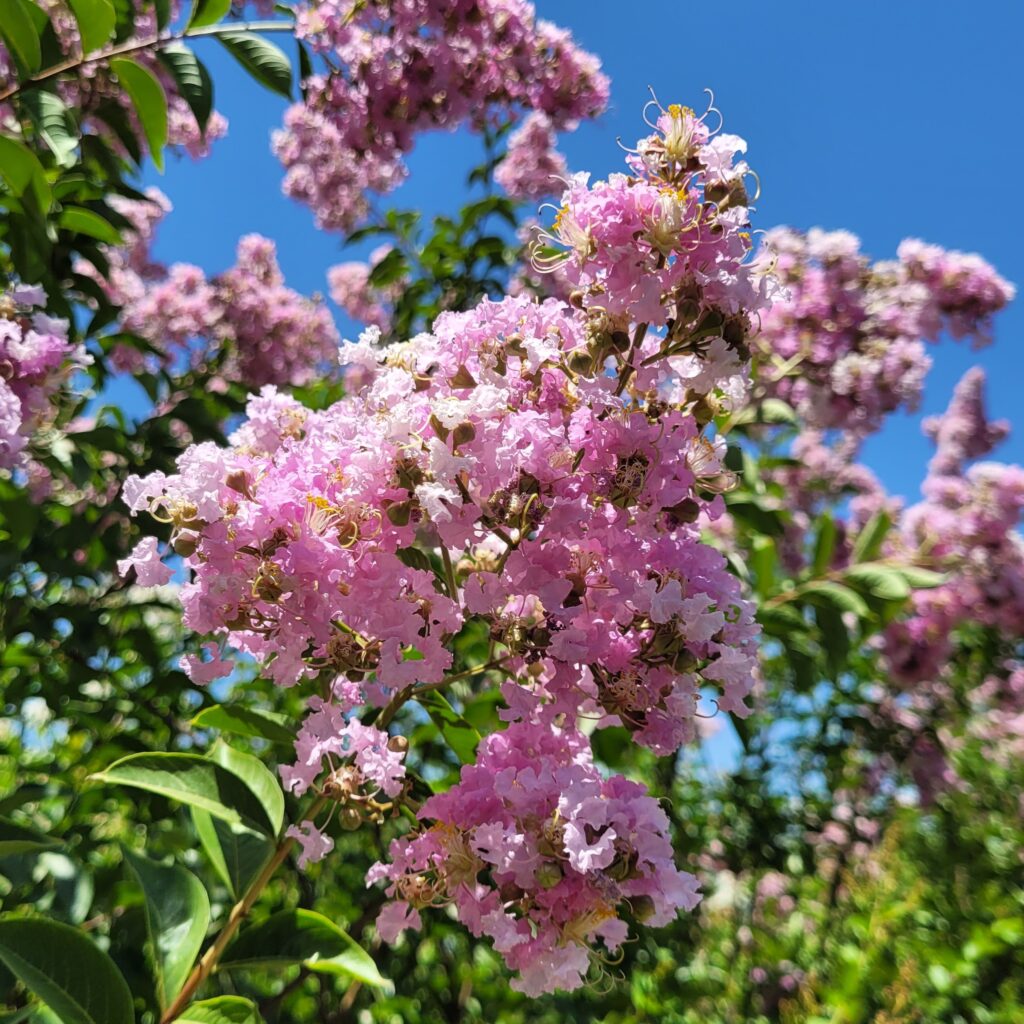 Lagerstroemia indica x fauriei 'Muskogee' - Crape Myrtle - Mid Valley Trees