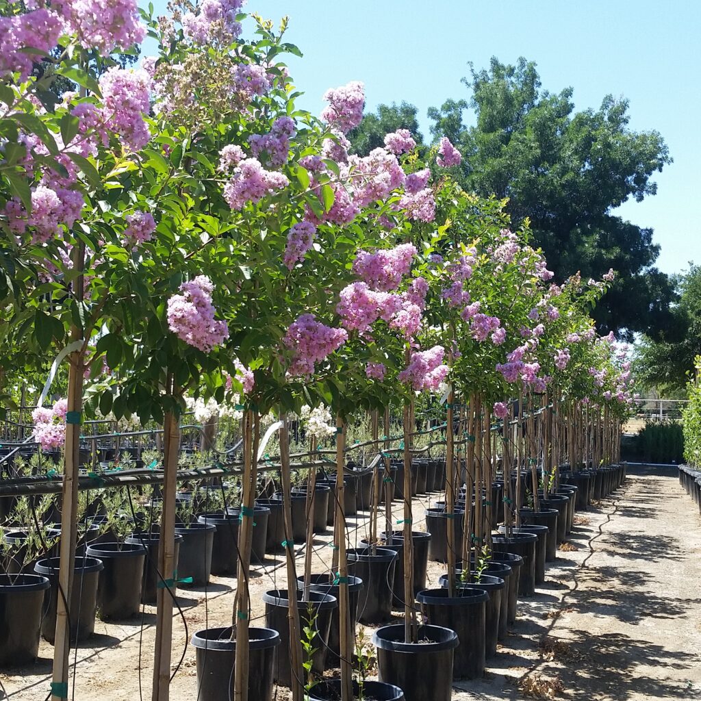 Lagerstroemia indica x fauriei 'Muskogee' - Crape Myrtle - Mid Valley Trees