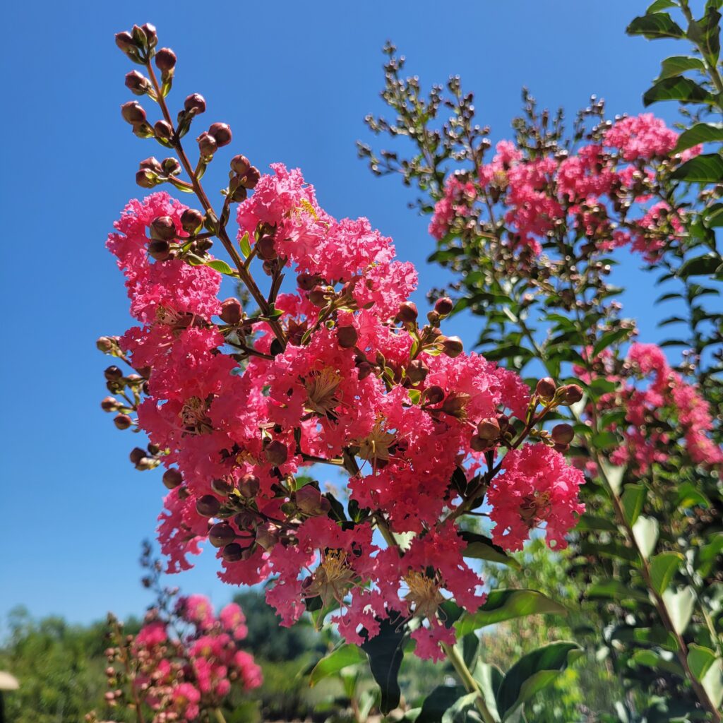 Lagerstroemia indica x fauriei 'Tuscarora' - Crape Myrtle - Mid Valley ...