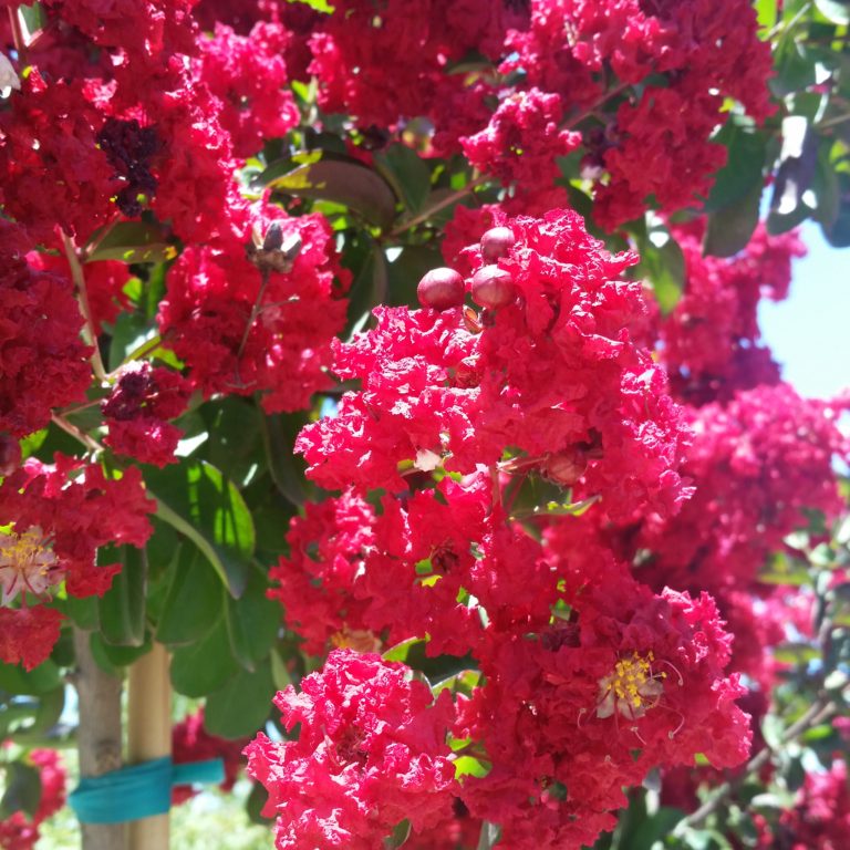 Lagerstroemia indica 'Dynamite' - Crape Myrtle - Mid Valley Trees