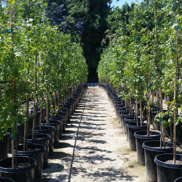 Quercus lobata - Valley Oak - Mid Valley Trees