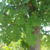 Quercus lobata - Valley Oak - Mid Valley Trees