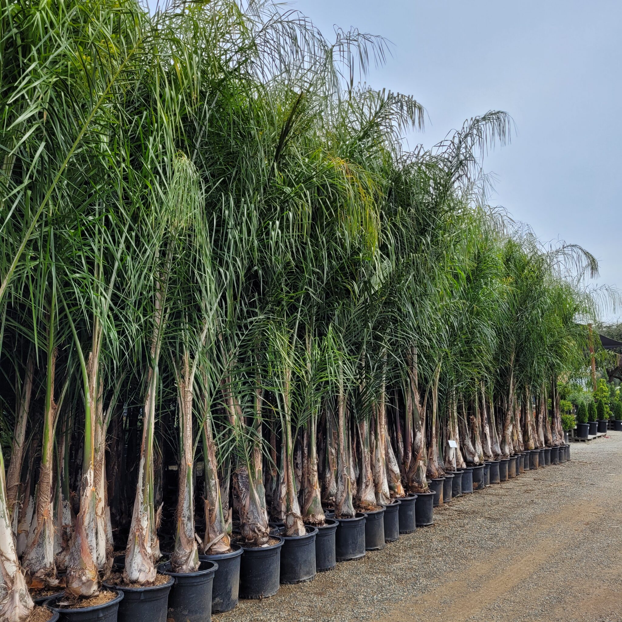 Cocos plumosa - Queen Palm - Mid Valley Trees