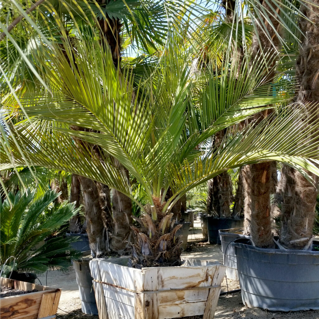 Jubaea chilensis - Chilean Wine Palm - Mid Valley Trees