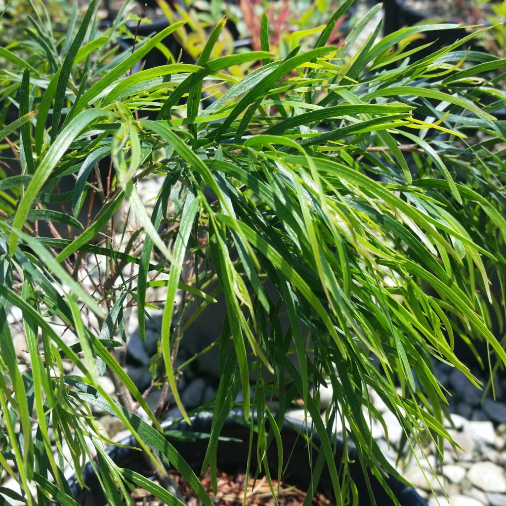 Acacia cognata 'Cousin Itt' - River Wattle - Mid Valley Trees