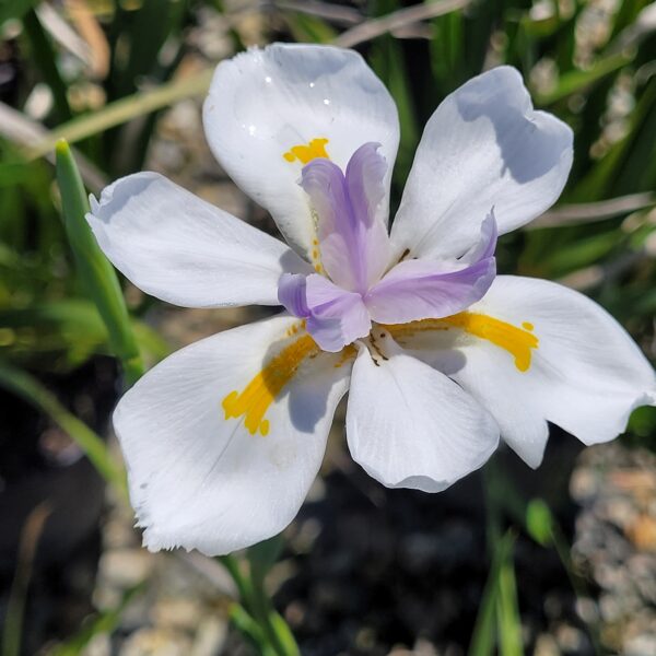Dietes iridioides - African Iris - Mid Valley Trees