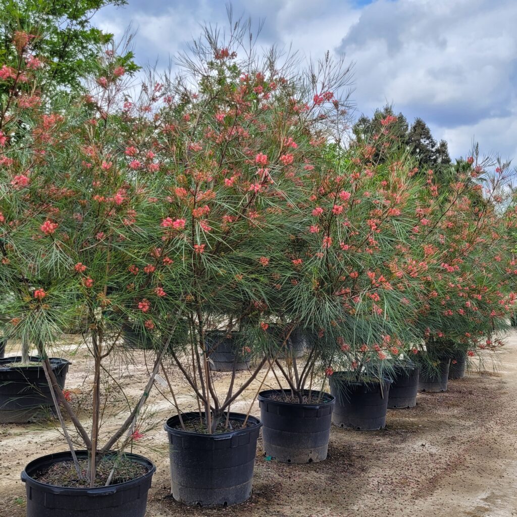Grevillea 'Long John' - Mid Valley Trees