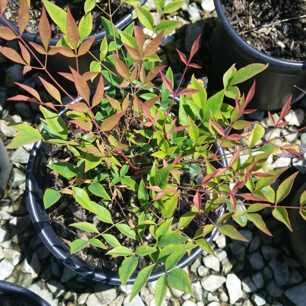 Nandina domestica 'Gulf Stream' - Heavenly Bamboo - Mid Valley Trees