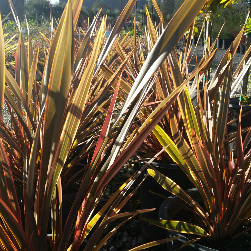 Phormium 'Maori Queen' - New Zealand Flax - Mid Valley Trees