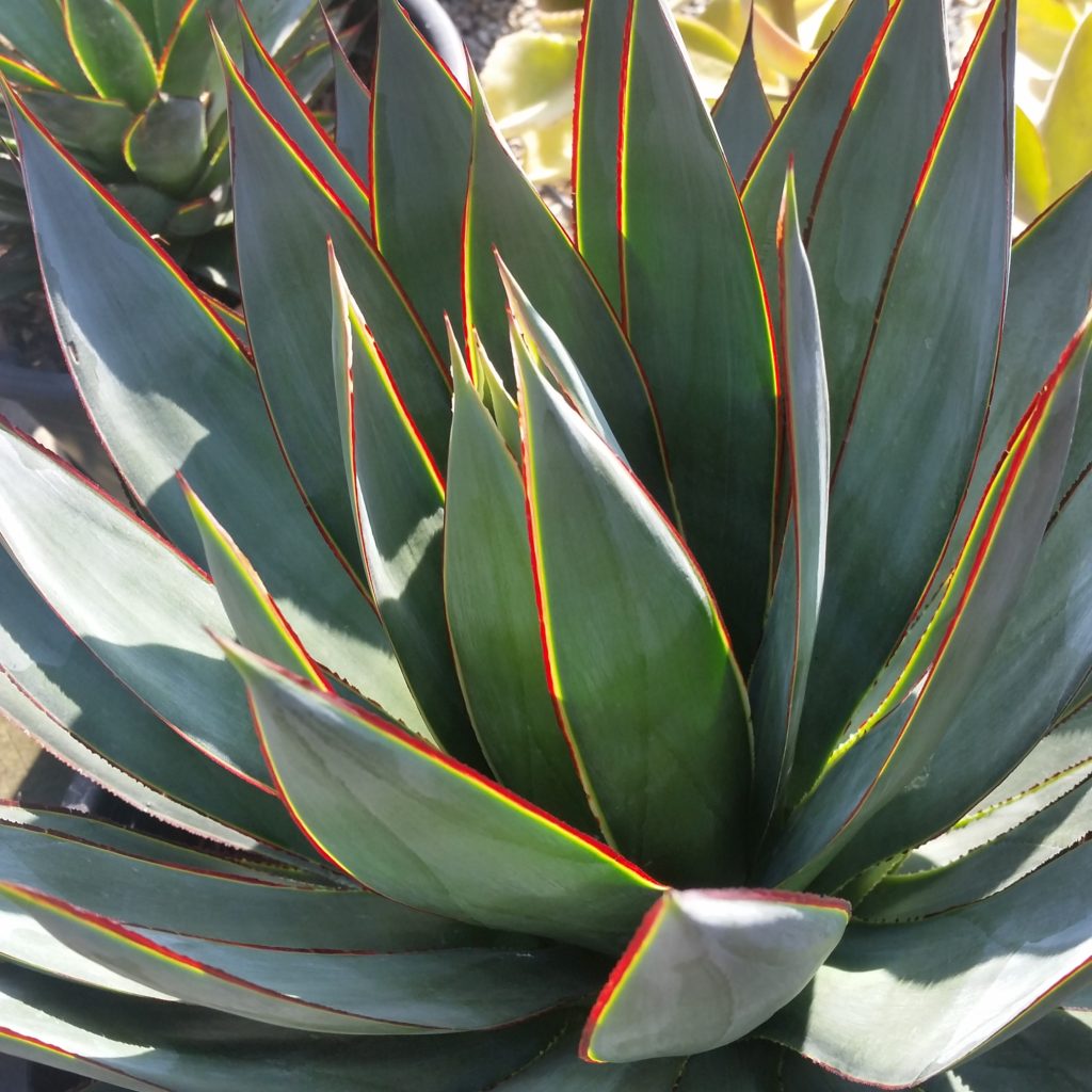 Agave 'Blue Glow' - Mid Valley Trees