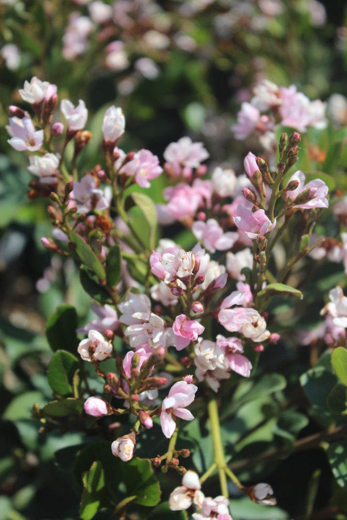 Ballerina Indian Hawthorn