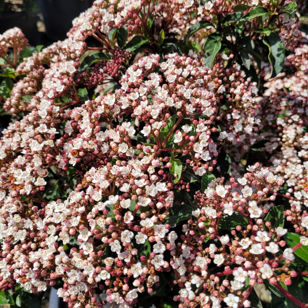 Viburnum tinus 'Spring Bouquet' - Mid Valley Trees