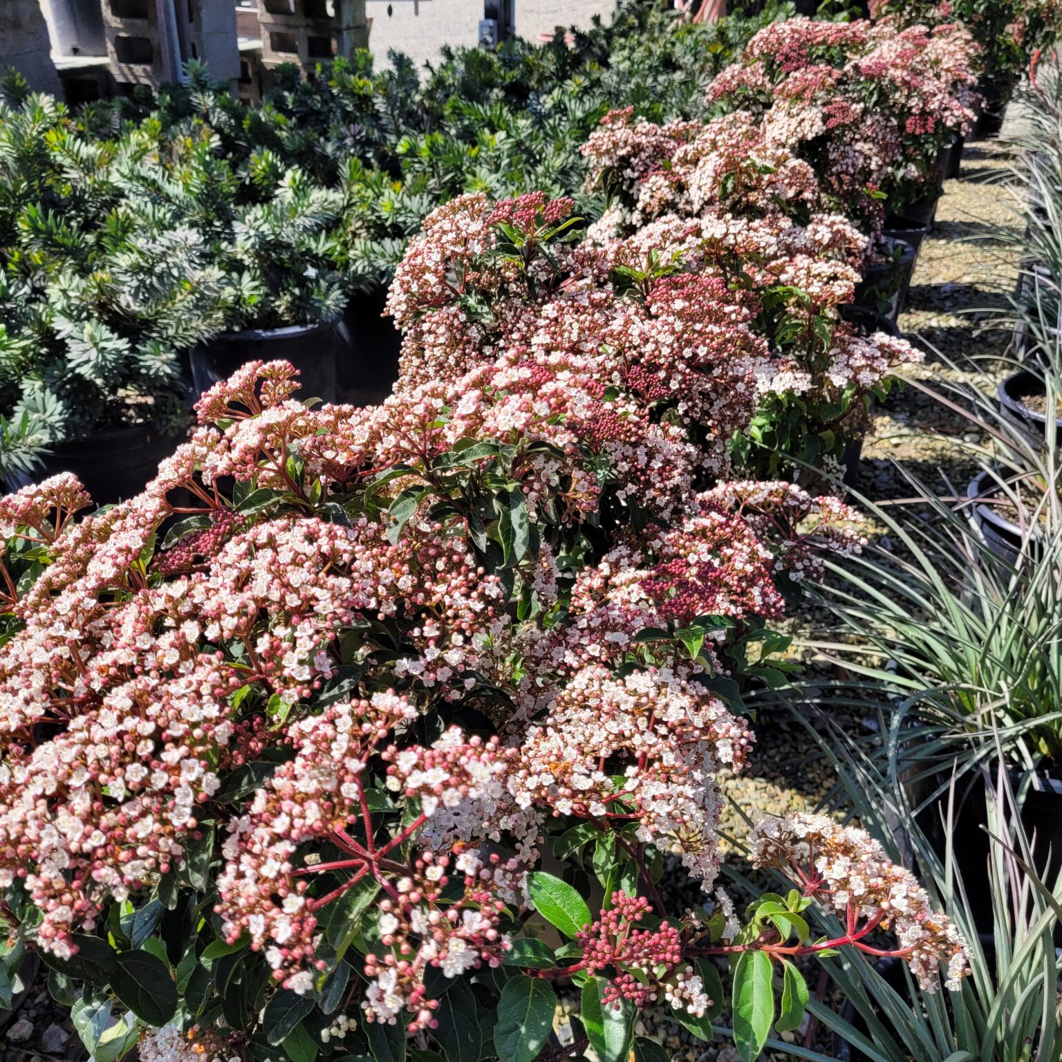 Viburnum tinus 'Spring Bouquet' - Mid Valley Trees