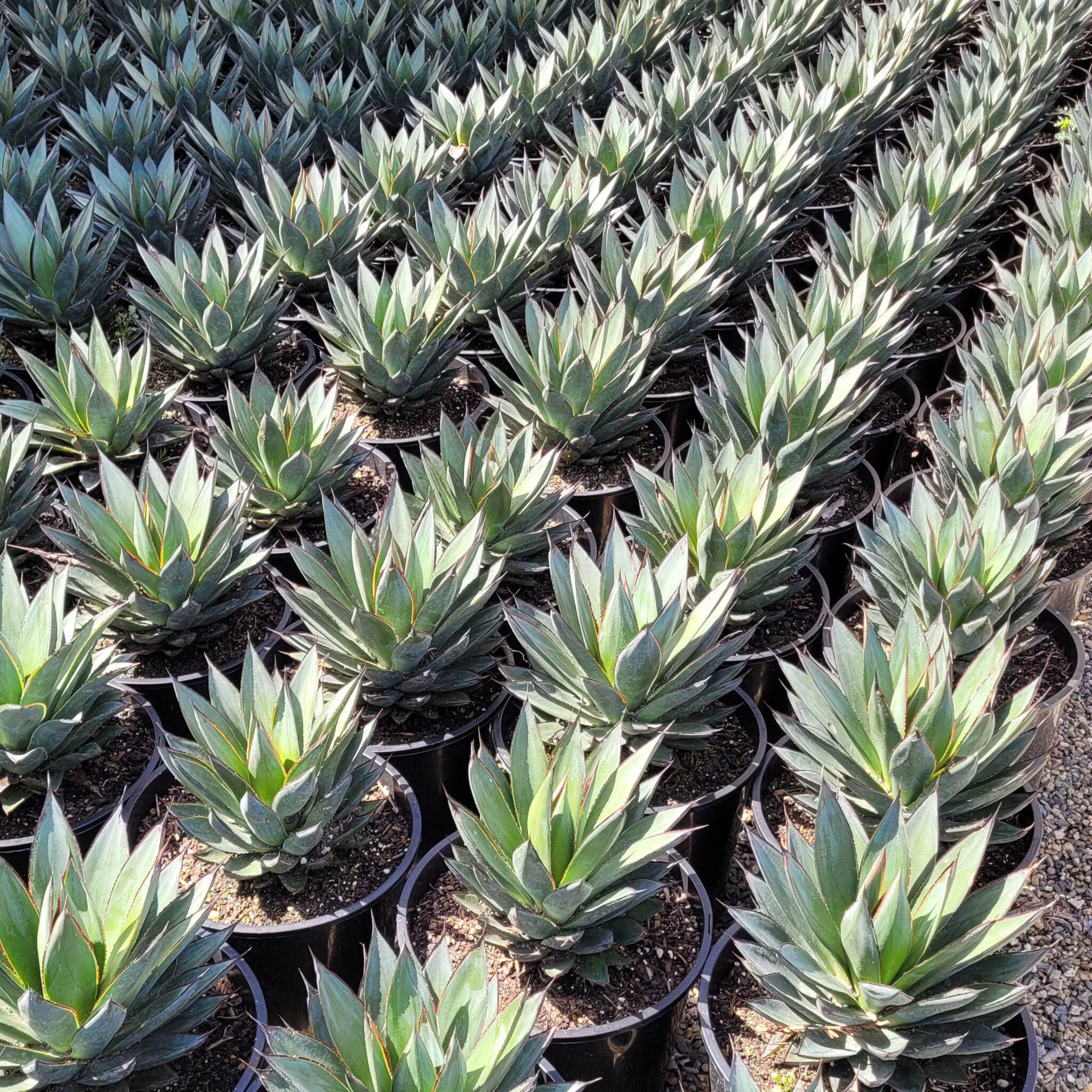 Agave 'Blue Glow' - Mid Valley Trees