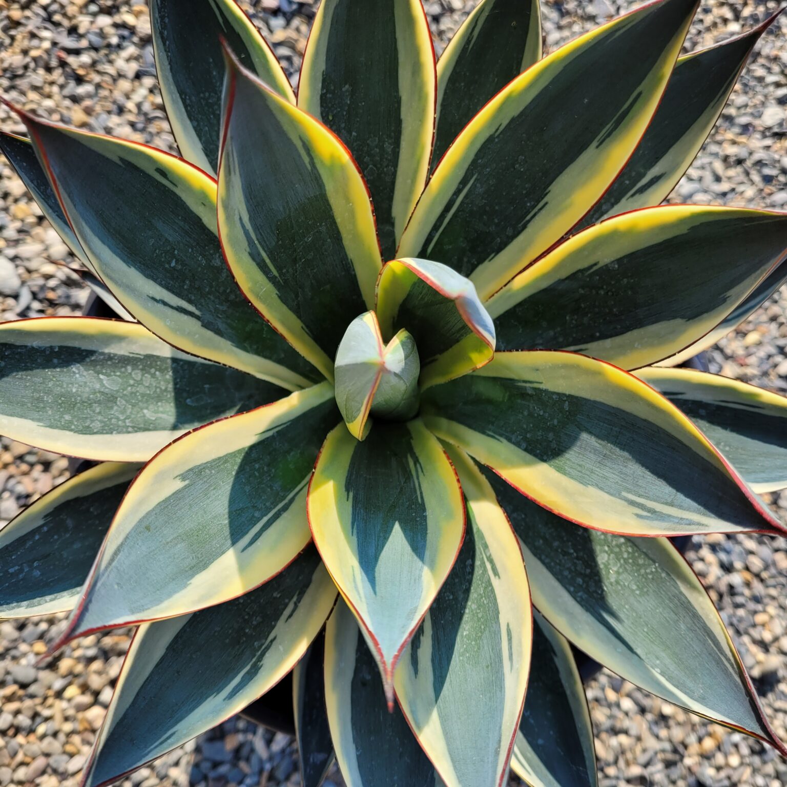 Agave 'Blue Glow Variegated' - Mid Valley Trees