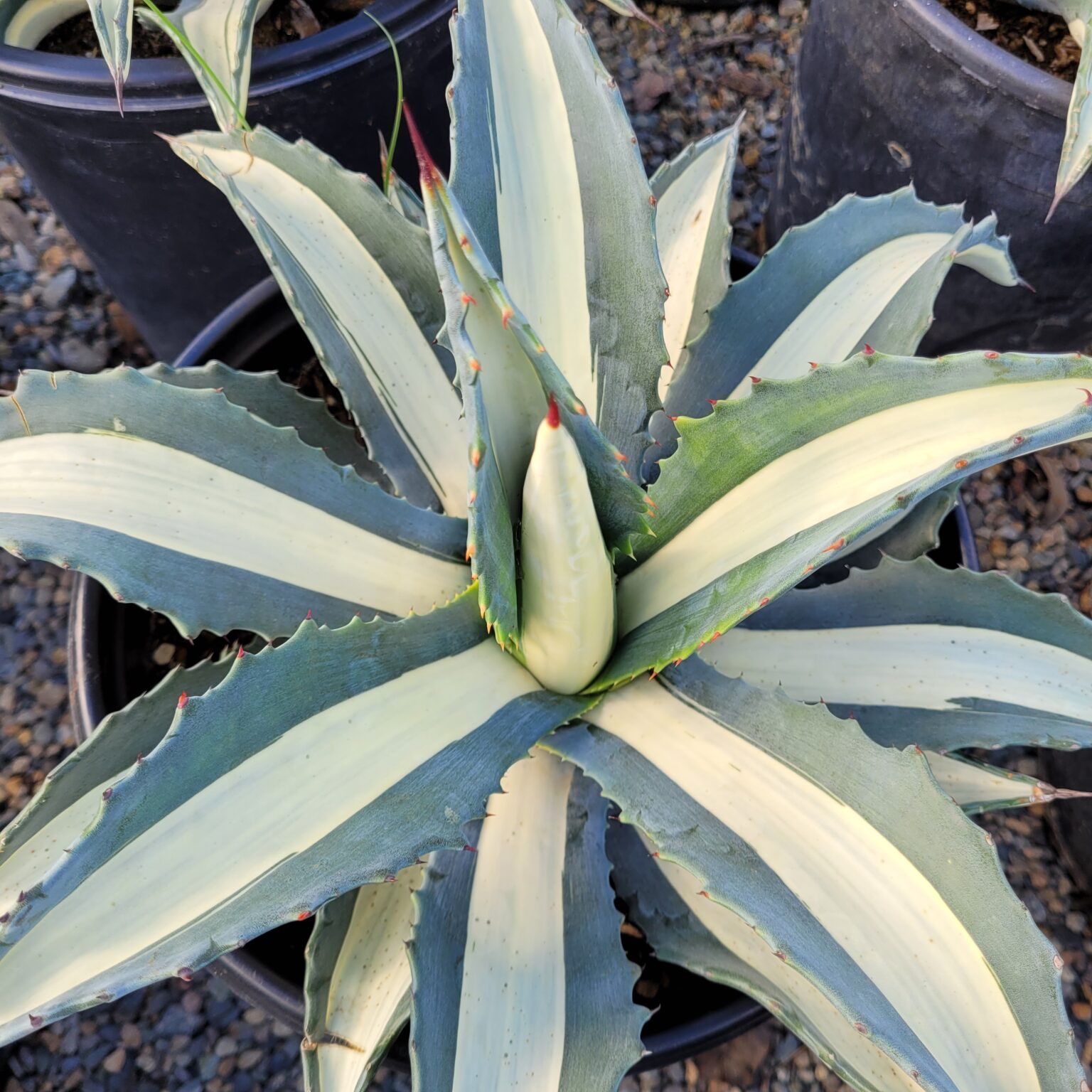 Agaves Archives - Mid Valley Trees