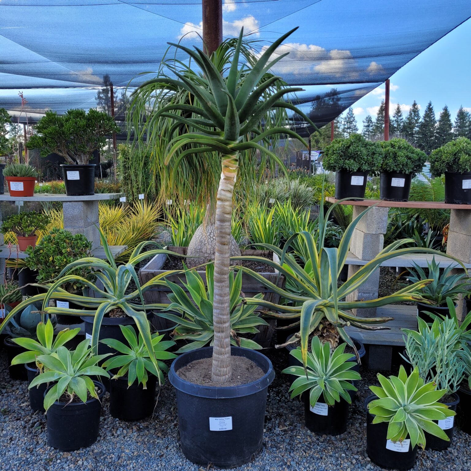 Aloe dichotoma - Quiver Tree - Mid Valley Trees