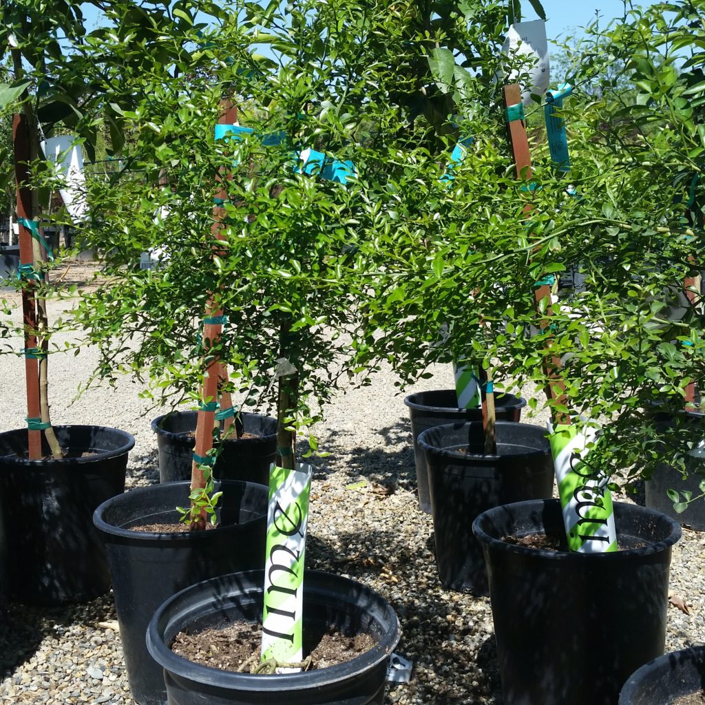Citrus australasica - Finger Lime - Mid Valley Trees