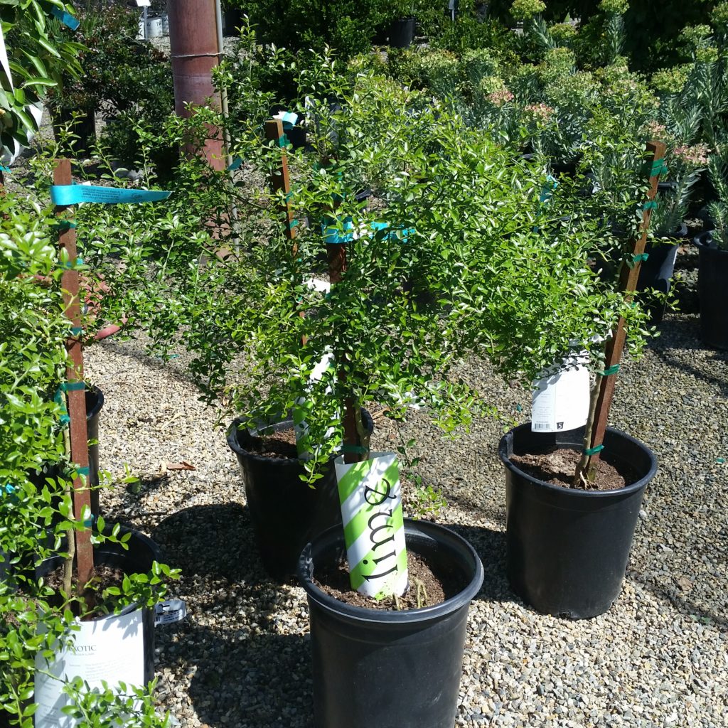 Citrus australasica - Finger Lime - Mid Valley Trees