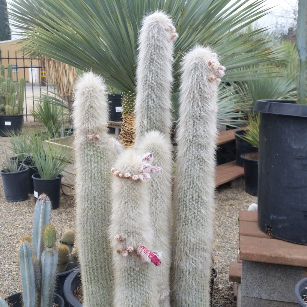 Cleistocactus strausii - Silver Torch Cactus - Mid Valley Trees