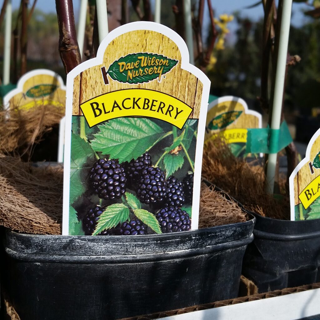 Assorted Premium Fruit - Farmer's Market Favorites - Mid Valley Trees