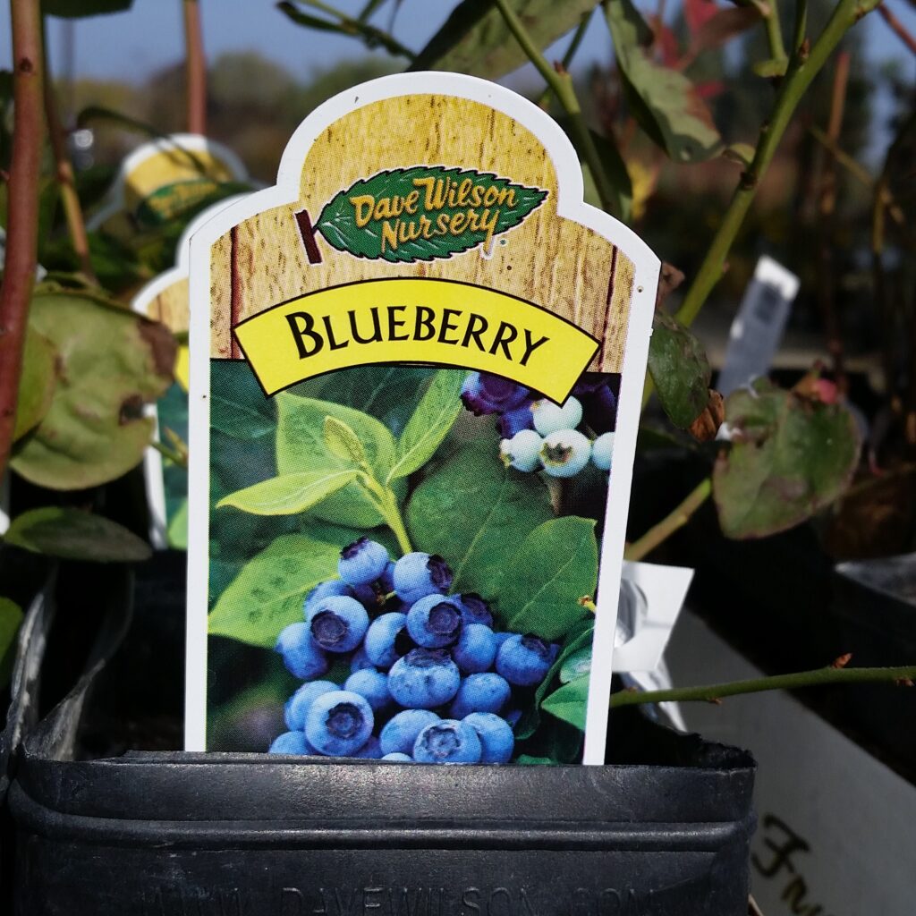 Assorted Premium Fruit - Farmer's Market Favorites - Mid Valley Trees