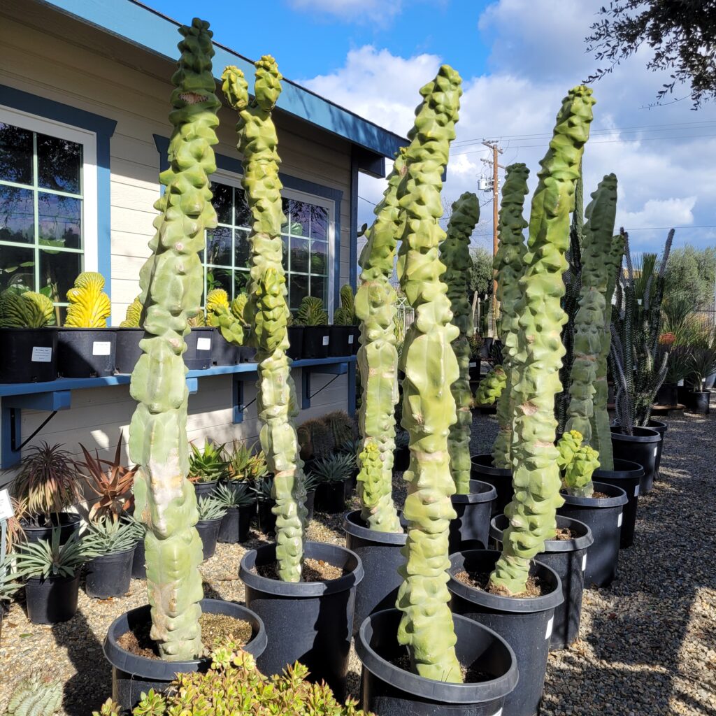 Pachycereus schottii f. monstrosus - Totem Pole Cactus - Mid Valley Trees