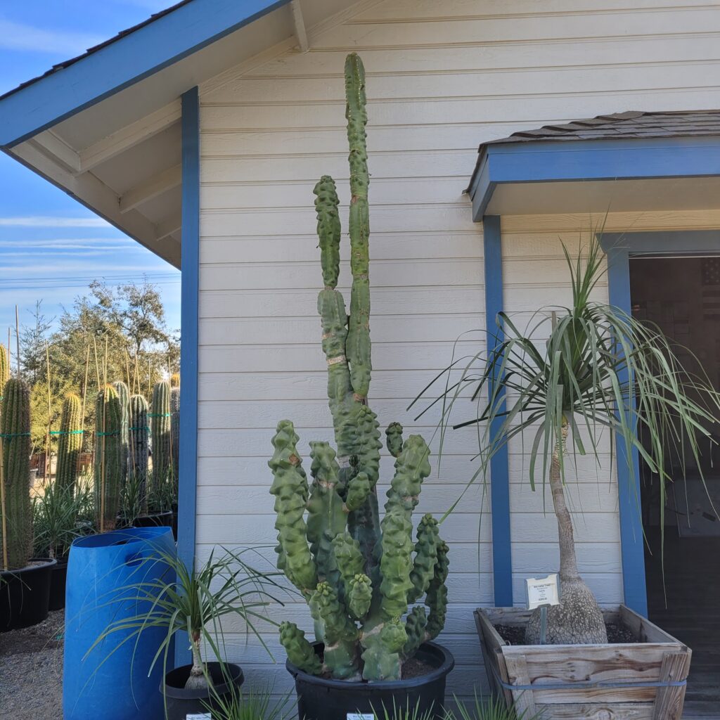 Pachycereus schottii f. monstrosus - Totem Pole Cactus - Mid Valley Trees