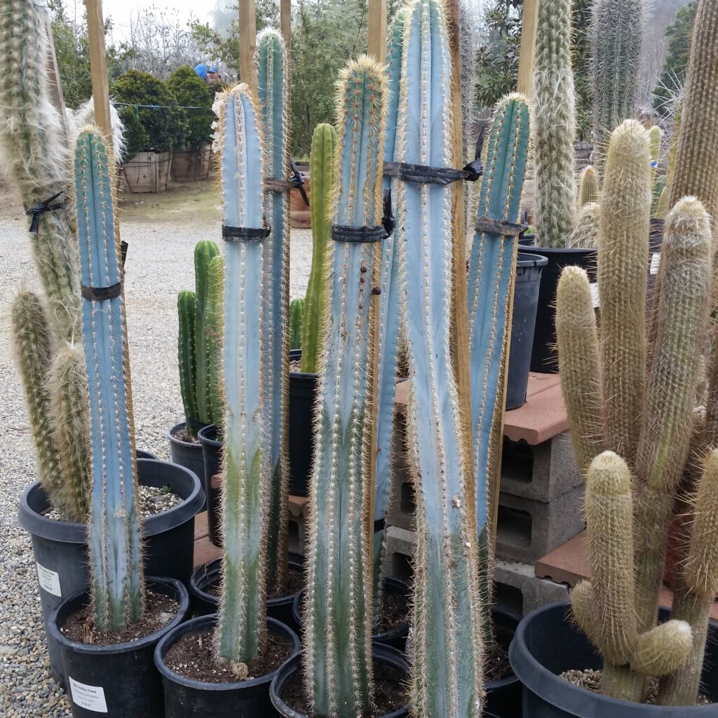 Pilosocereus pachycladus - Blue Torch Cactus - Mid Valley Trees