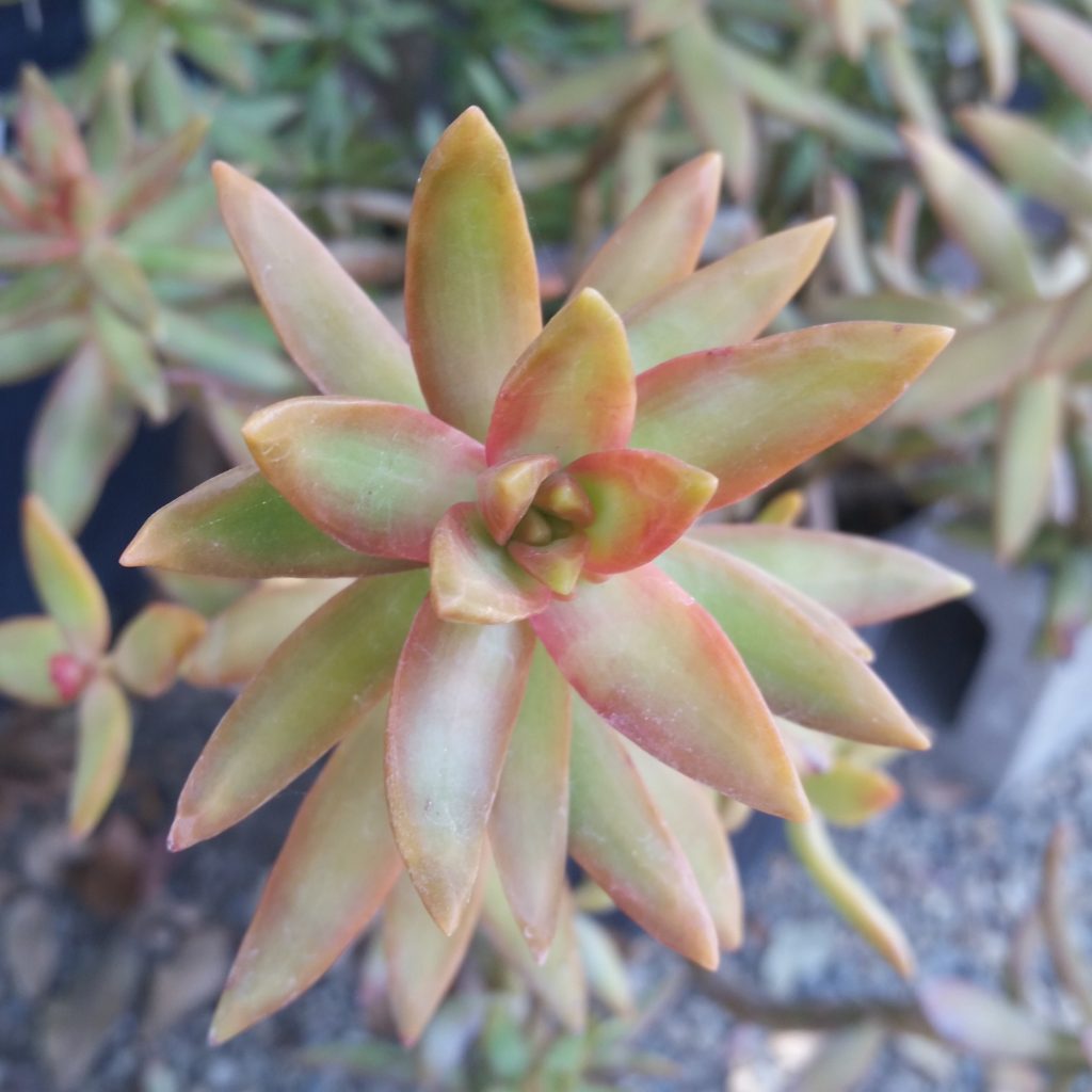 Sedum nussbaumerianum - Coppertone Stonecrop - Mid Valley Trees