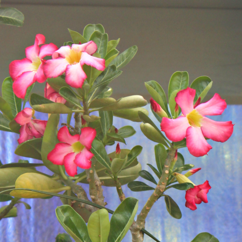 Adenium obesum - Desert Rose - Mid Valley Trees