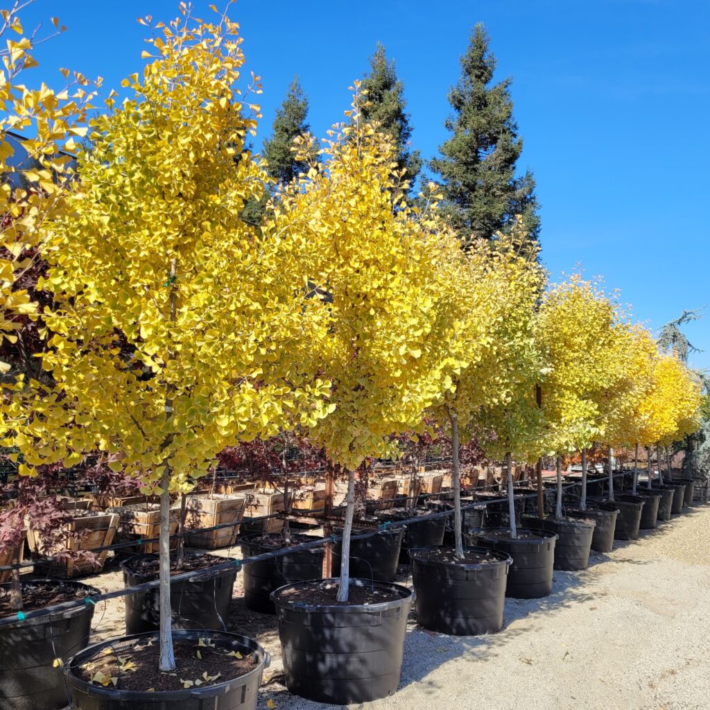 Ginkgo biloba 'Autumn Gold' - Maidenhair Tree - Mid Valley Trees