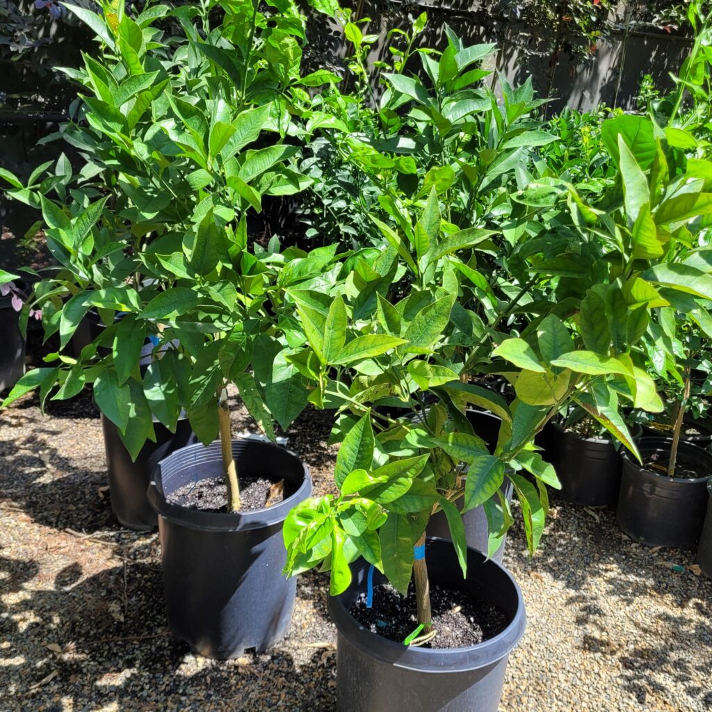 Citrus sinensus 'Midknight' - Valencia Orange - Mid Valley Trees