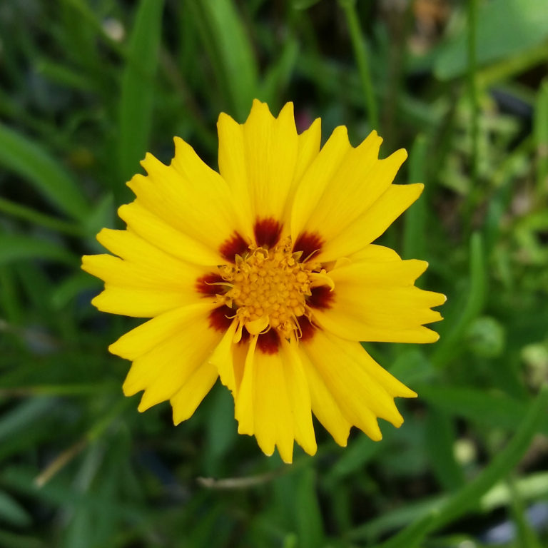 Coreopsis grandiflora 'Rising Sun' - Mid Valley Trees