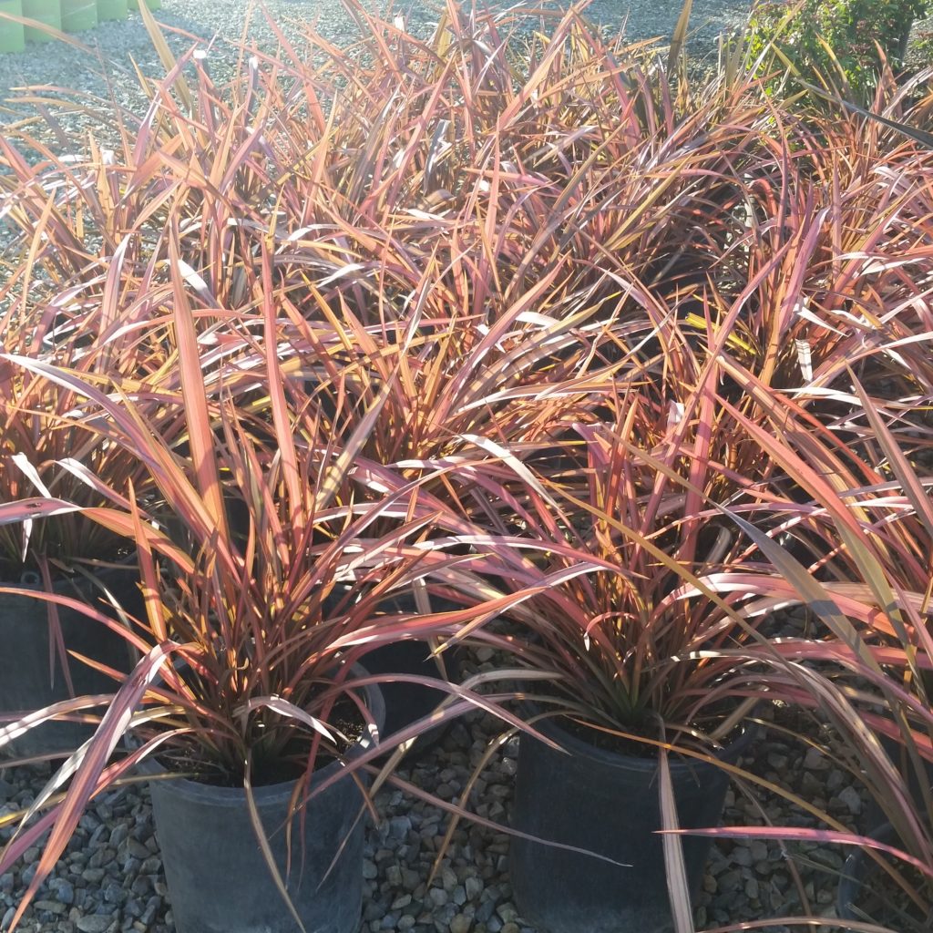 Phormium 'Rainbow Maiden' - New Zealand Flax - Mid Valley Trees