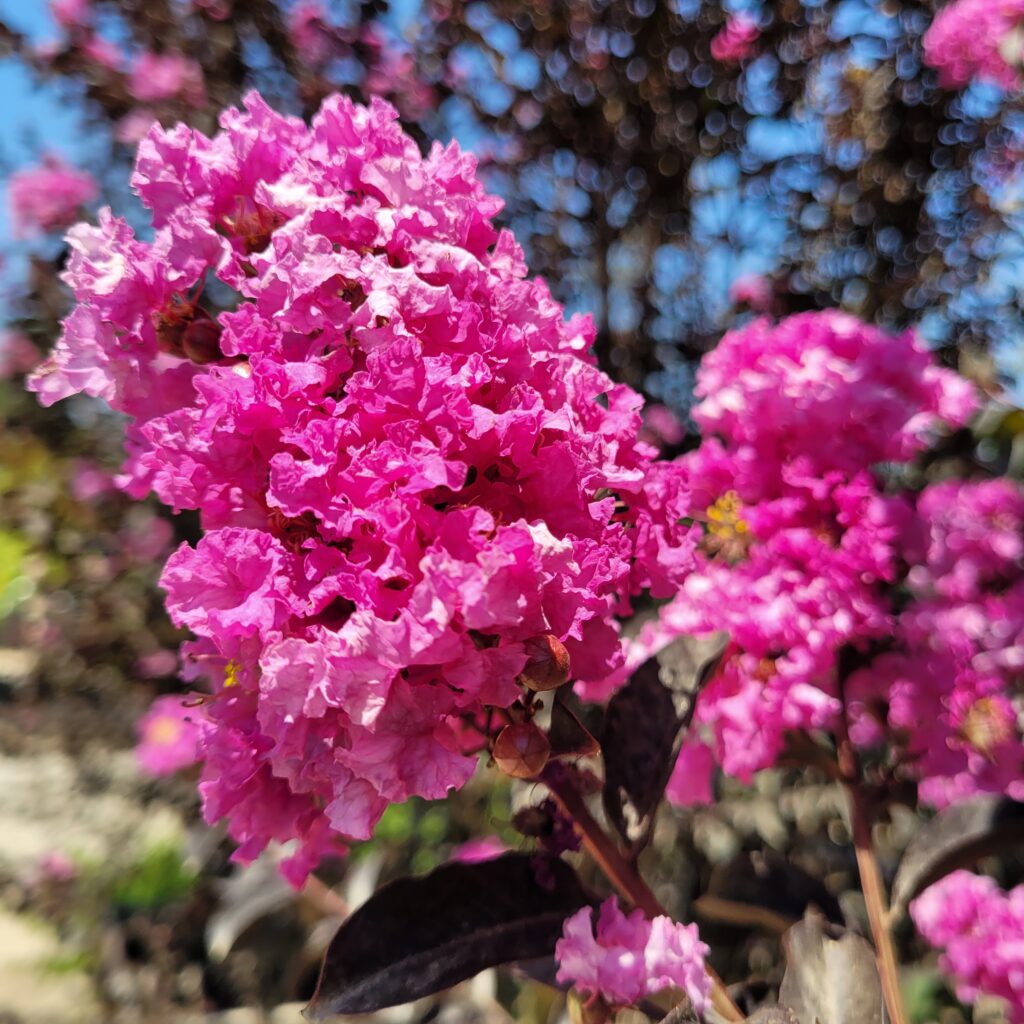Lagerstroemia Black Diamond® Purely Purple™ - Crape Myrtle - Mid Valley ...