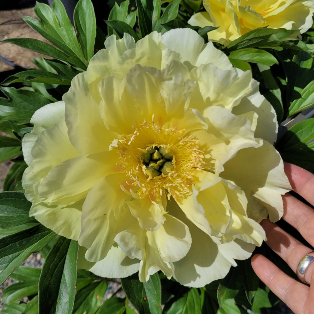 Paeonia x 'Bartzella' - Peony - Mid Valley Trees