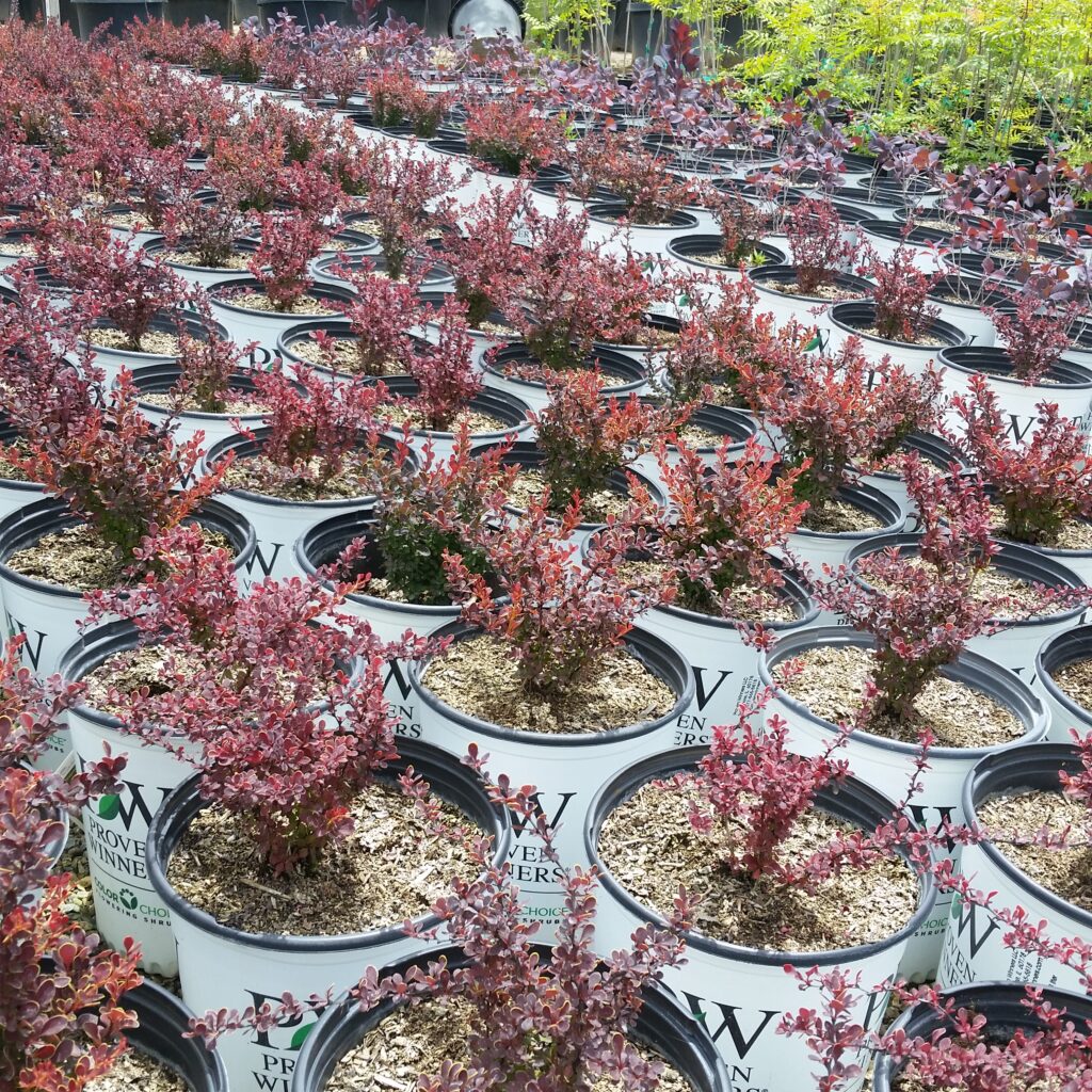 Berberis thunbergii Sunjoy® 'Mini Salsa' - Barberry - Mid Valley Trees