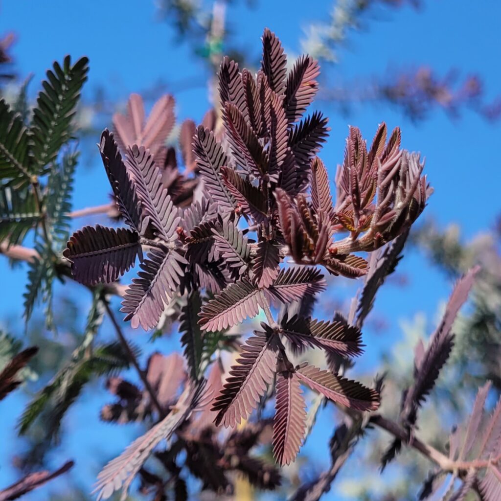 Acacia baileyana ‘Purpurea’ - Mid Valley Trees