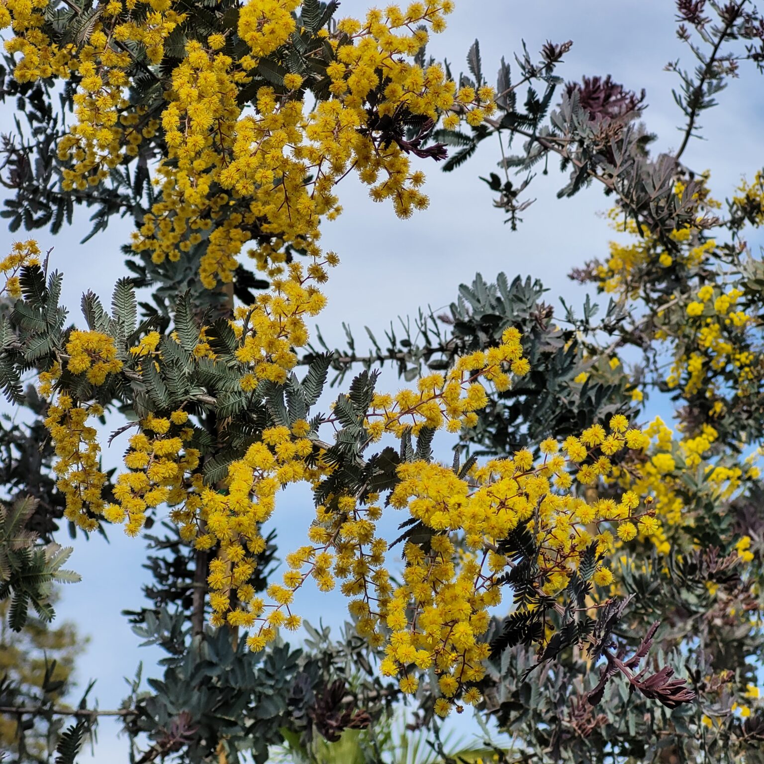 Acacia baileyana ‘Purpurea’ - Mid Valley Trees